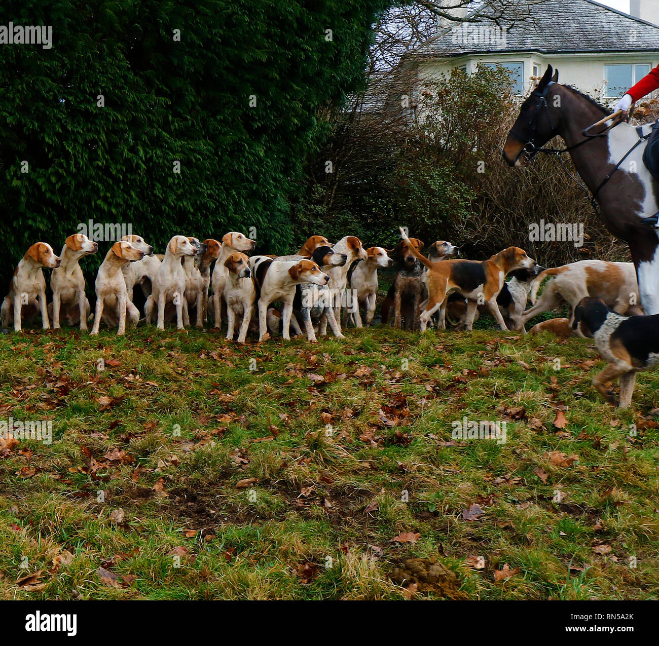 Working foxhounds hi-res stock photography and images - Alamy