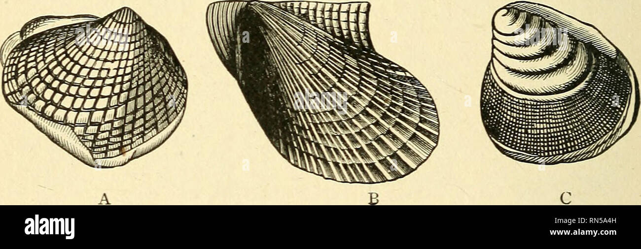 . The ancient life-history of the earth; a comprehensive outline of the ...