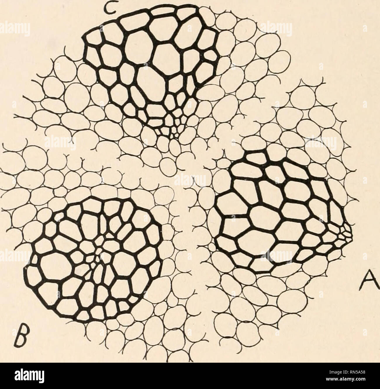 Mesarch hi-res stock photography and images - Alamy