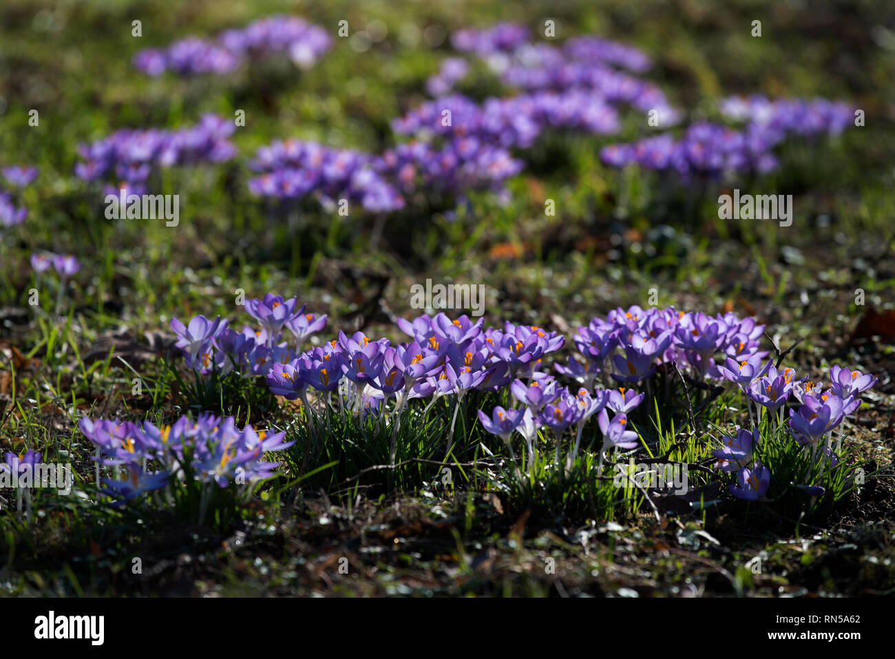 Crocus growing on The Backs in Cambridge England UK. 14 Feb 2019 Crocus ...