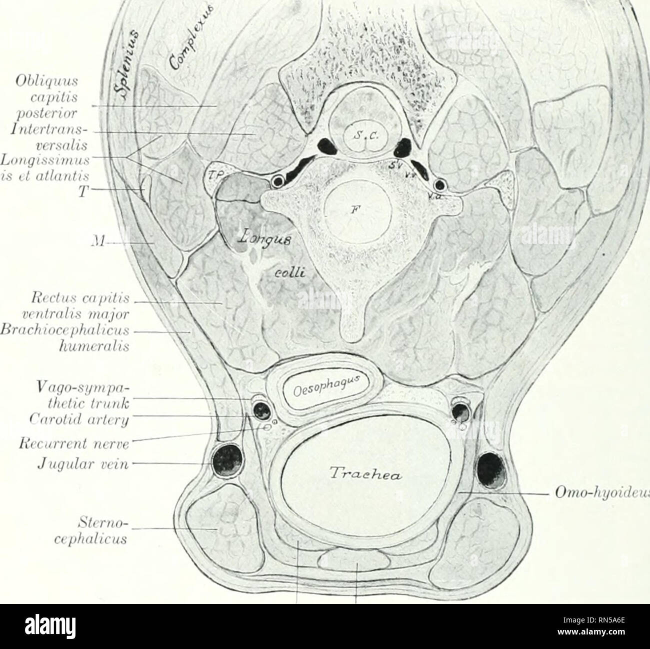 . The anatomy of the domestic animals. Veterinary anatomy. 524 ...