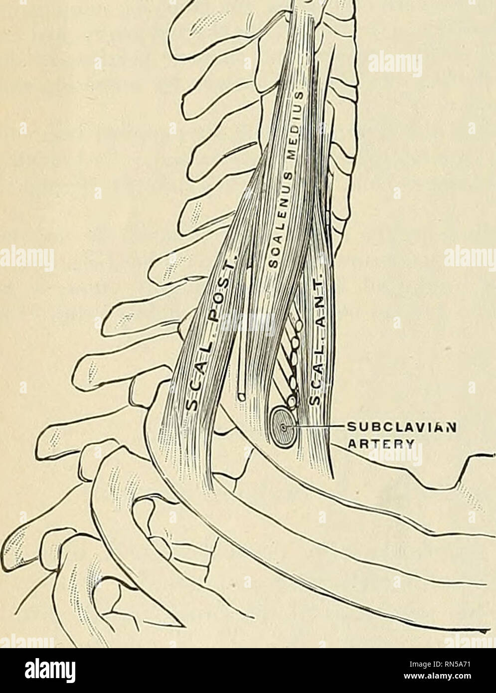 . Anatomy, descriptive and applied. Anatomy. 402 THE MUSCLES AND ...