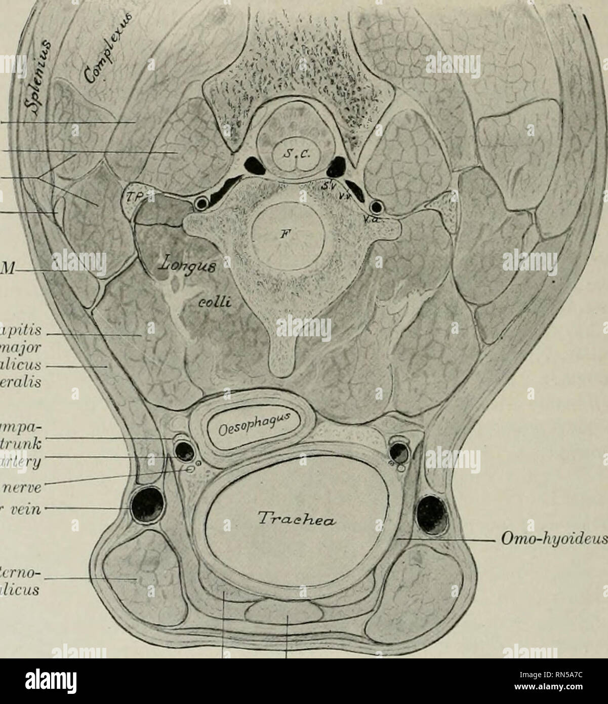 . The anatomy of the domestic animals. Veterinary anatomy. 524 ...