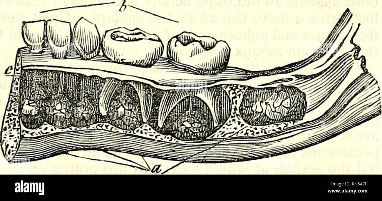 Third set teeth hi-res stock photography and images - Alamy