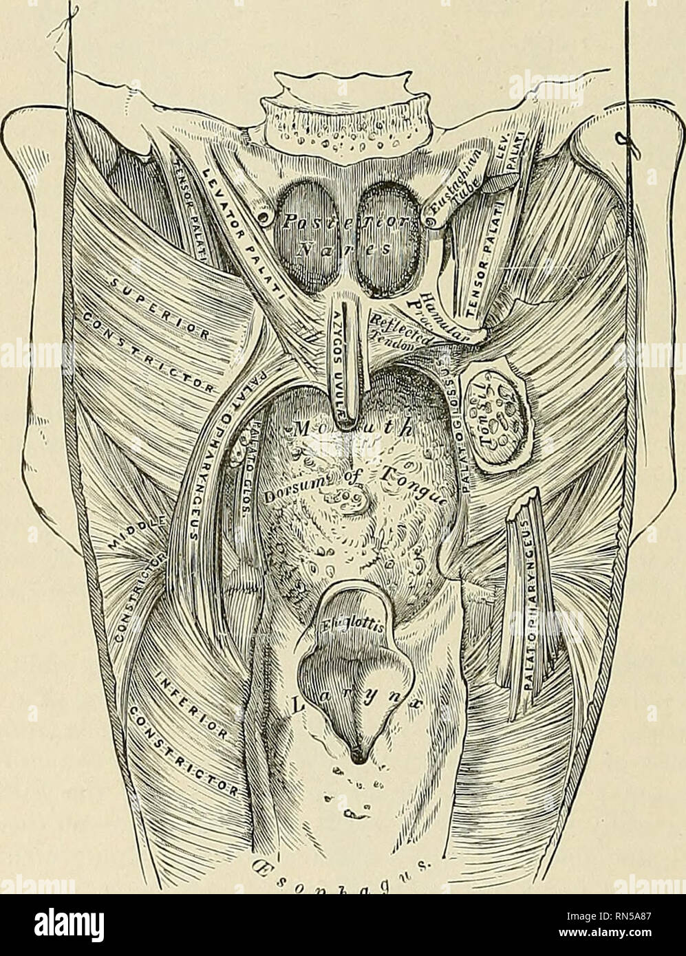 Posterior Nasal Spine Anatomy