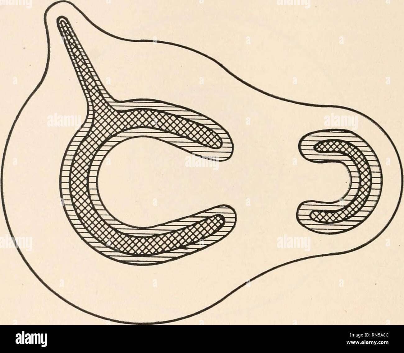 . The anatomy of woody plants. Botany -- Anatomy. 164 THE ANATOMY OF ...