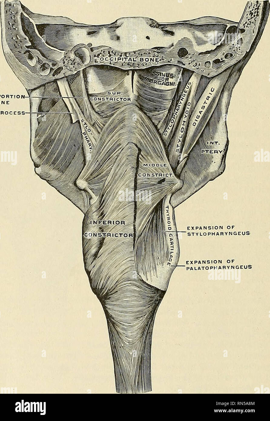 Superior Constrictor Muscle