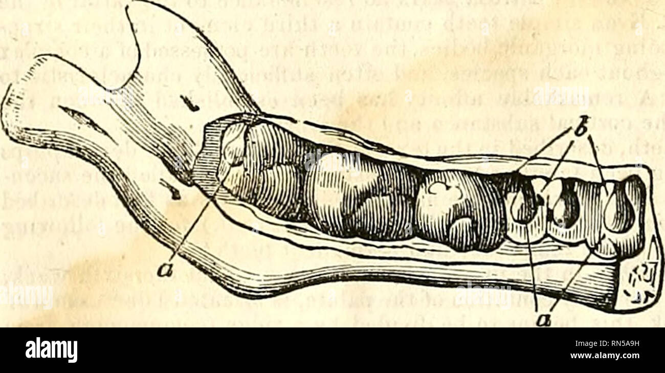 . The anatomy of the human body. Human anatomy; Anatomy. tion of the ...