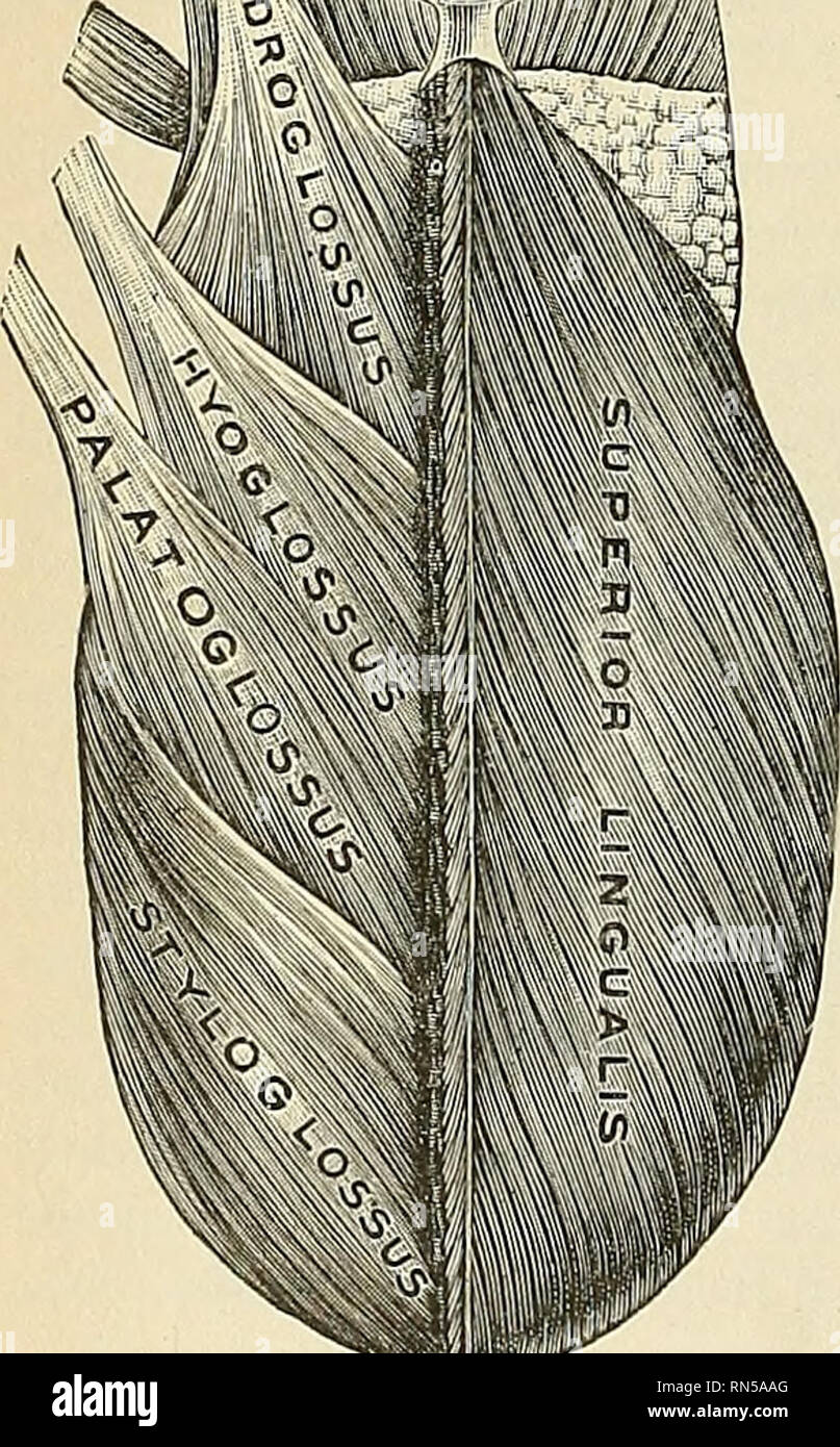 . Anatomy, descriptive and applied. Anatomy. 392 THE MUSCLES AND FASCIA ...