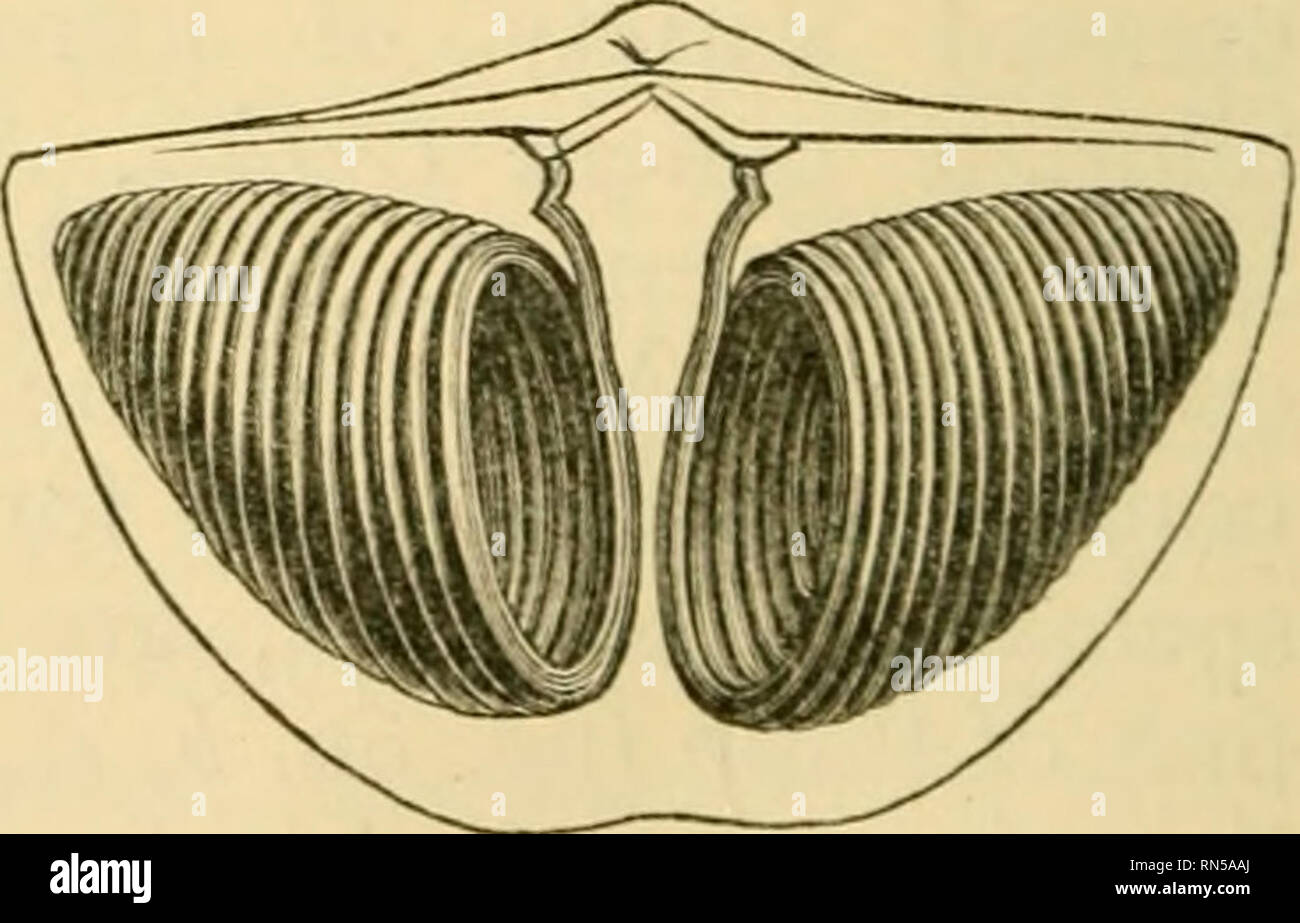 . The ancient life-history of the earth; a comprehensive outline of the ...
