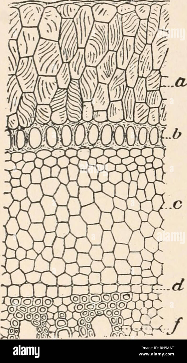 Piliferous hi-res stock photography and images - Alamy