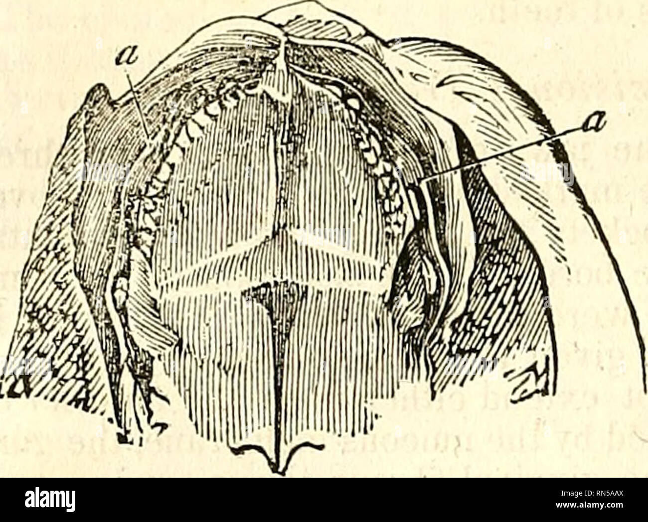 Bottom incisors hi-res stock photography and images - Alamy