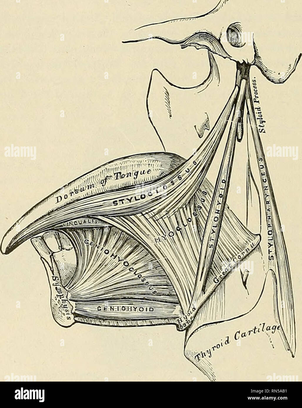 Raphe Muscle Anatomy And Physiology Of The Upper Airway