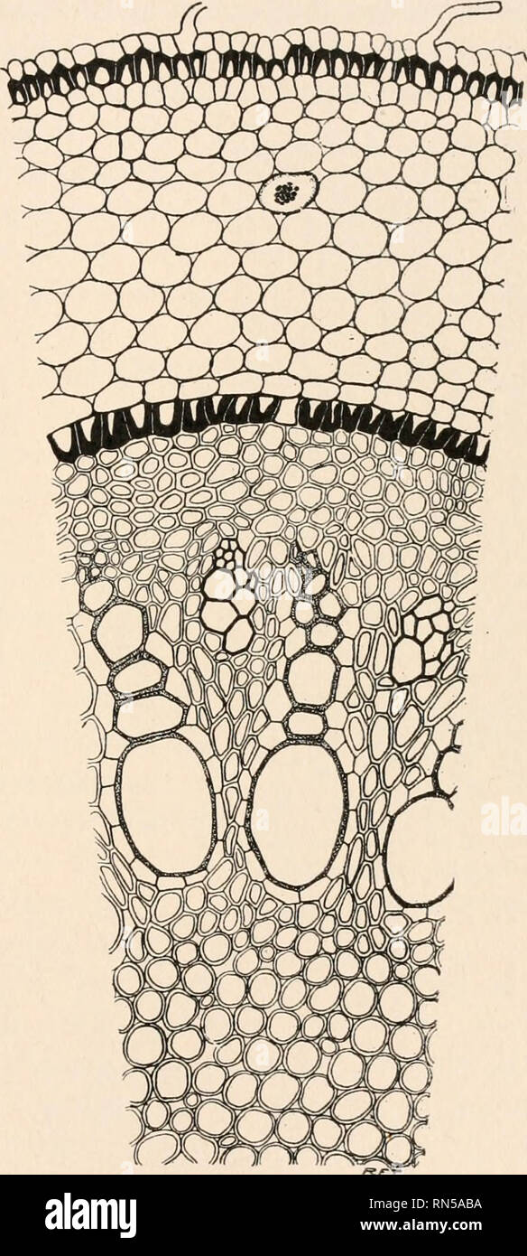 Piliferous hi-res stock photography and images - Alamy