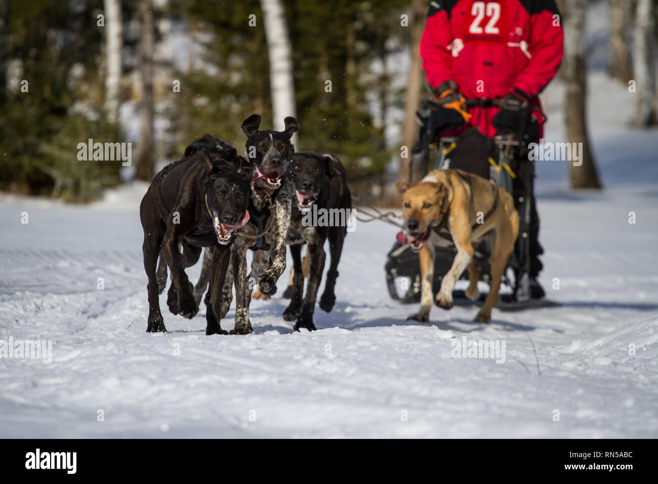 Alaskan Huskies @ sled dog race, Czech Republic Stock Photo - Alamy