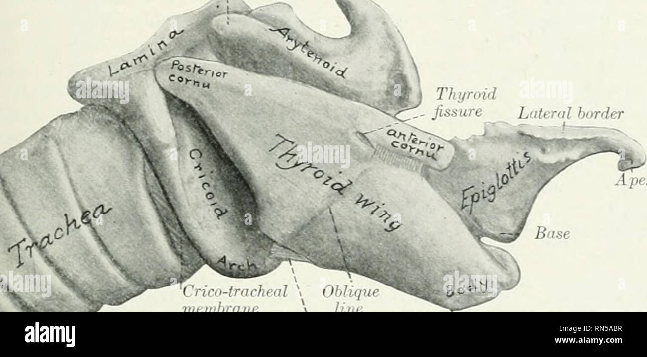 Crico Thyroid Stock Photos & Crico Thyroid Stock Images - Alamy