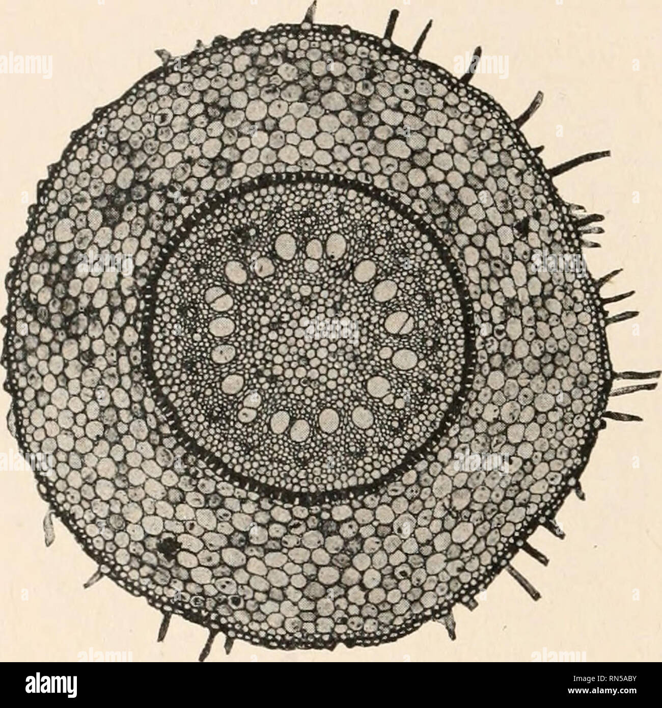 . The anatomy of woody plants. Botany -- Anatomy. THE ANATOMY OF WOODY ...