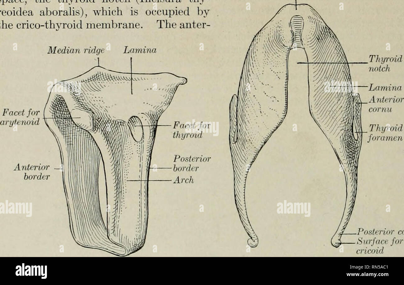 Thyroid Notch