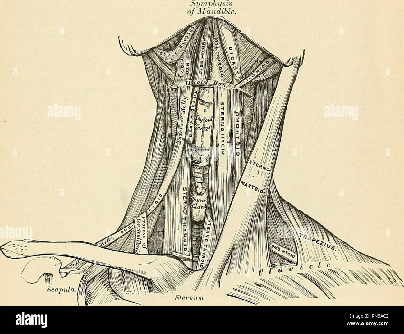 Tendinous Intersection