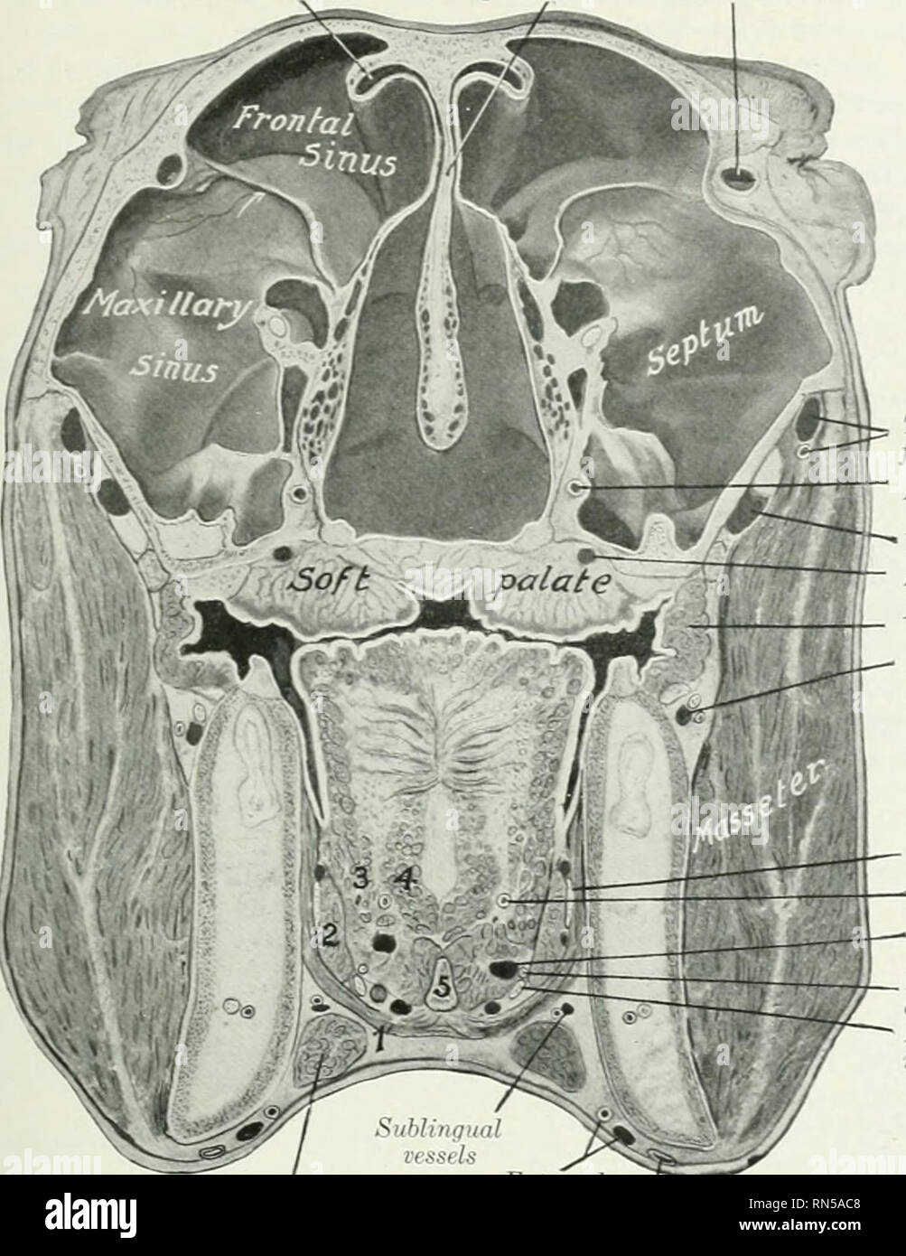 . The anatomy of the domestic animals. Veterinary anatomy. THE XASAL ...