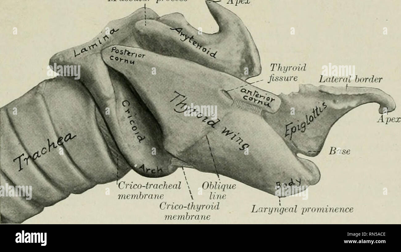 Crico arytenoid hi-res stock photography and images - Alamy