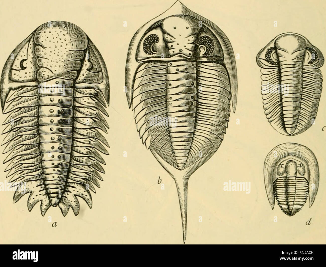 . The ancient life-history of the earth; a comprehensive outline of the ...