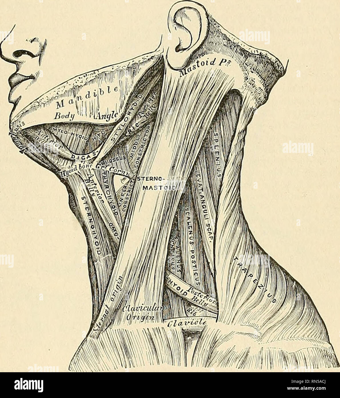 Superficial cervical fascia hi-res stock photography and images - Alamy