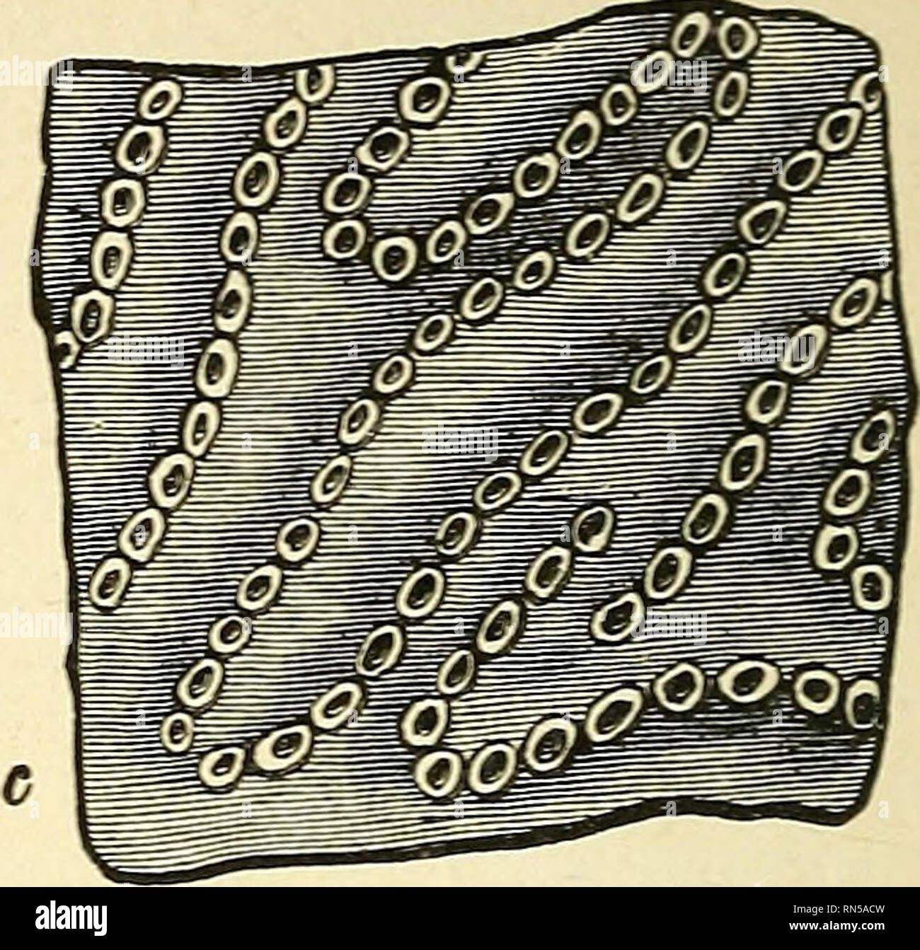 Halysites hi-res stock photography and images - Alamy