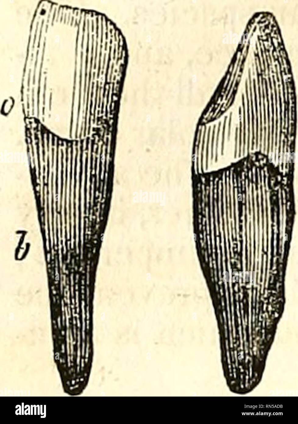 . The anatomy of the human body. Human anatomy; Anatomy. 180 ODONTOLOGY ...