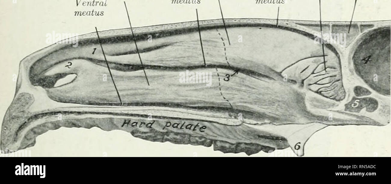 Cribriform plate of ethmoid hi-res stock photography and images - Alamy