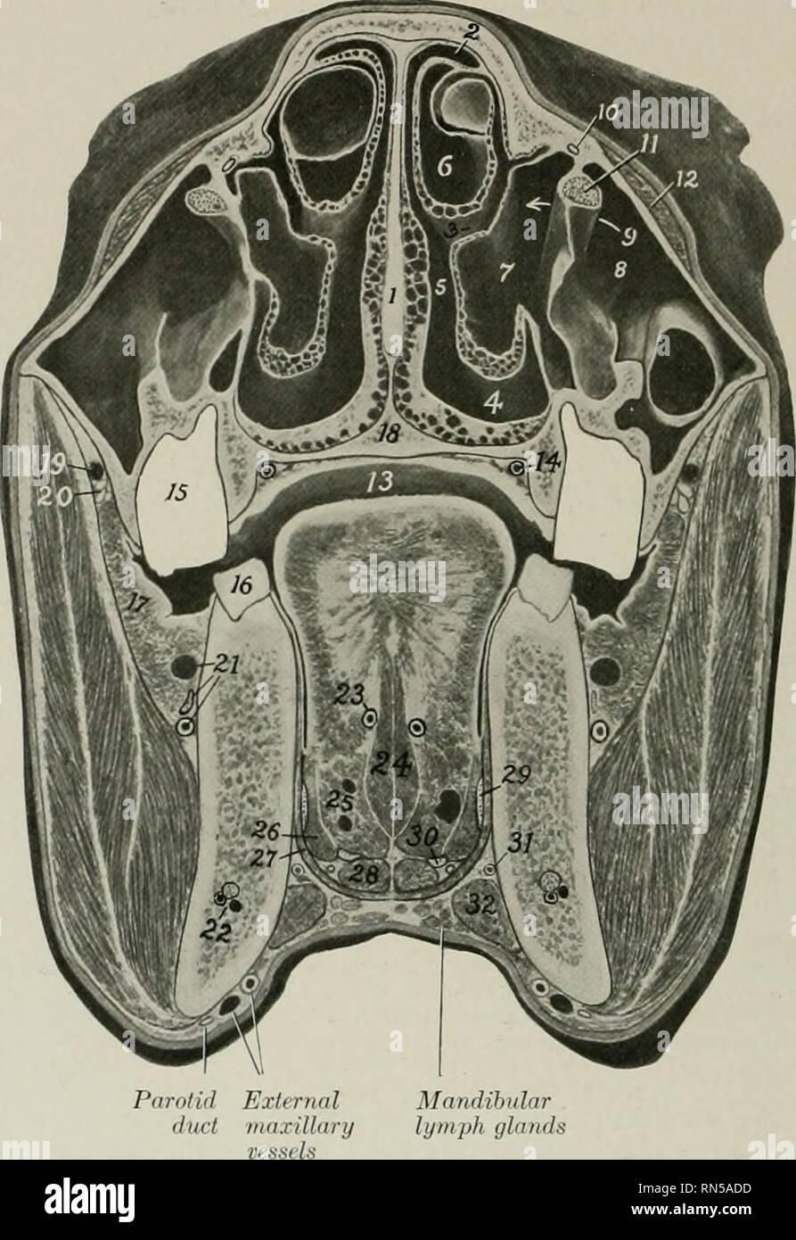 . The anatomy of the domestic animals. Veterinary anatomy. 512 ...
