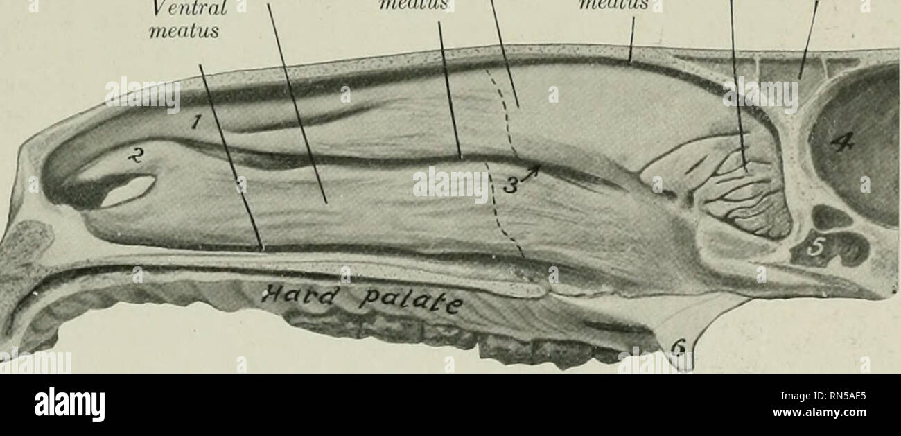 . The anatomy of the domestic animals. Veterinary anatomy. THE NASAL ...