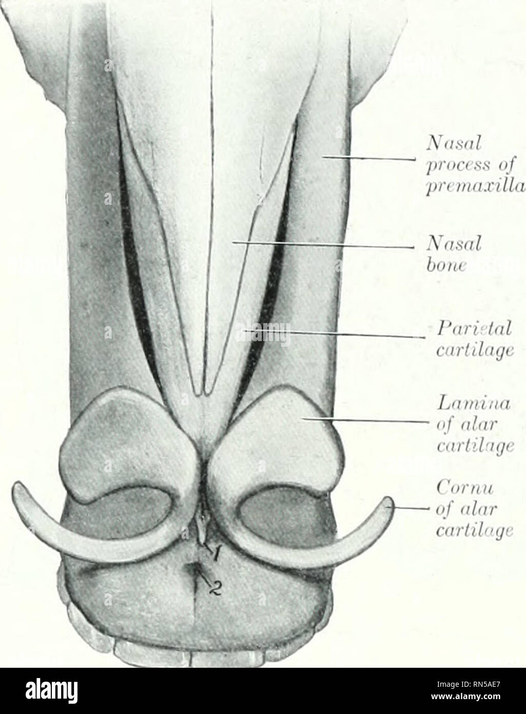 . The anatomy of the domestic animals. Veterinary anatomy. 510 ...