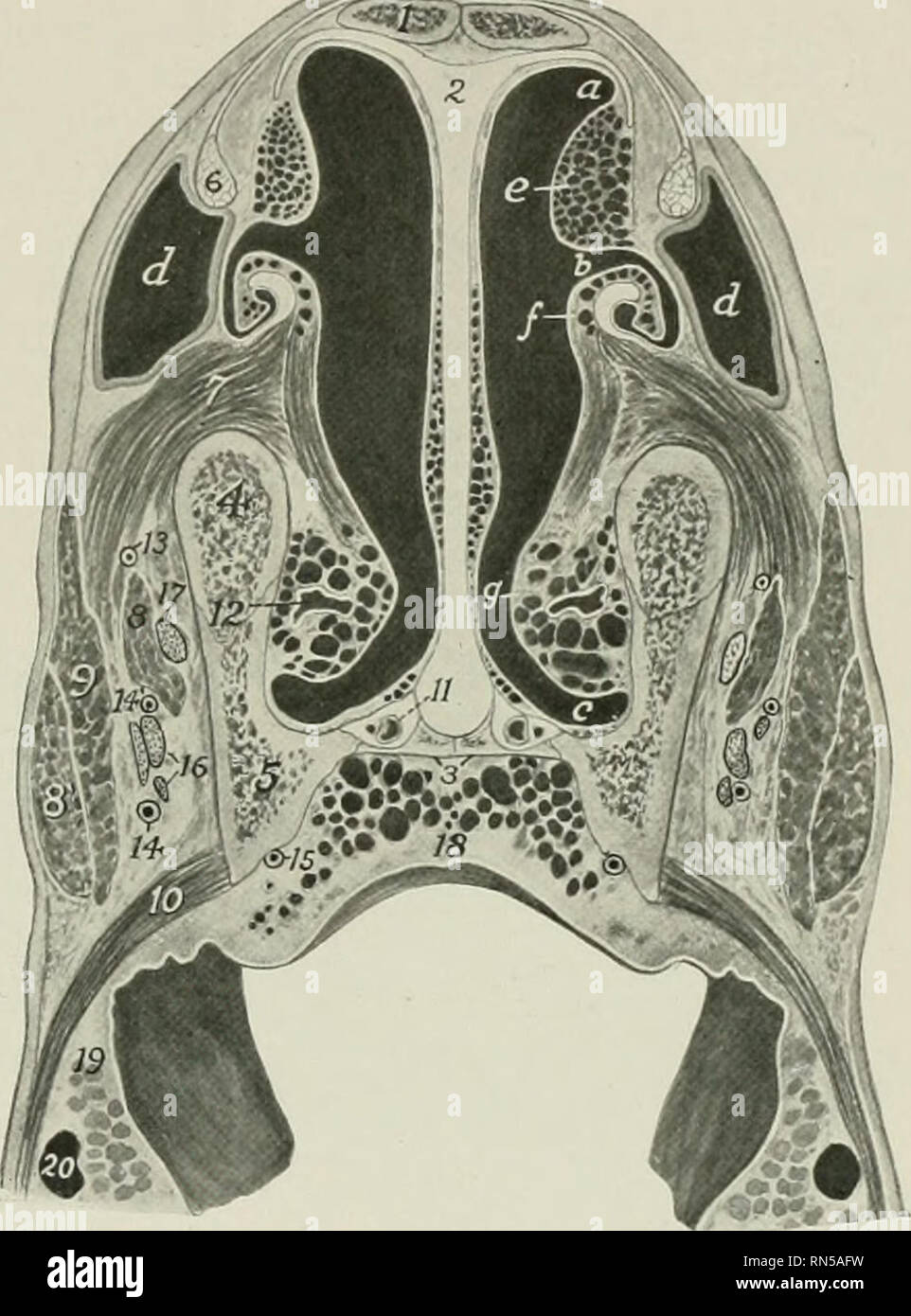 . The anatomy of the domestic animals. Veterinary anatomy. Fig 451 ...