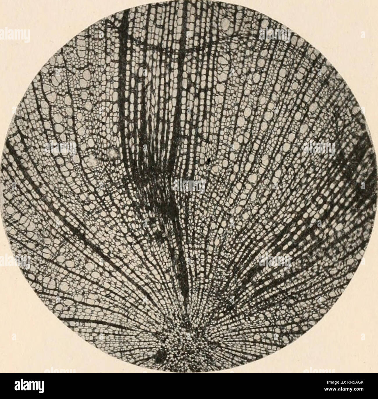 Radial Root High Resolution Stock Photography and Images - Alamy