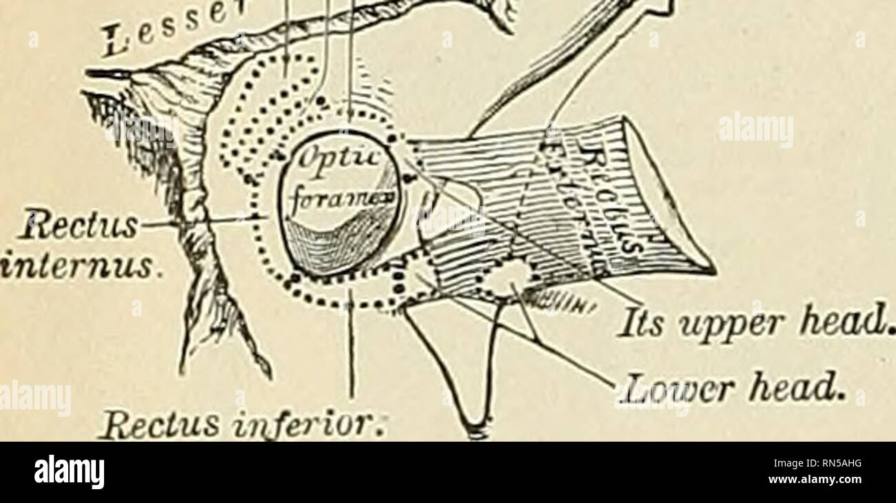Supraorbital artery hi-res stock photography and images - Alamy