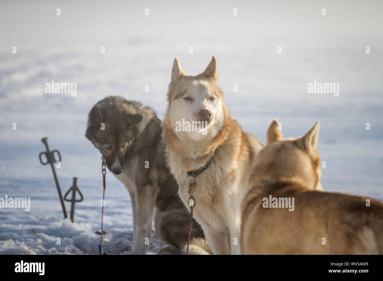 Siberian Huskies before a sled dog race, Czech Republic Stock Photo - Alamy