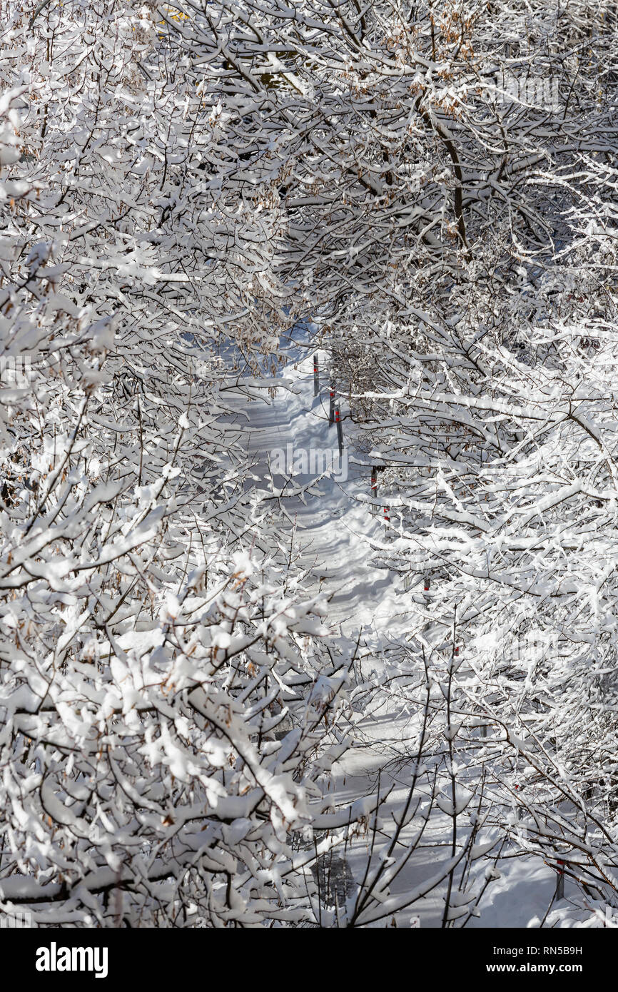 snow lace on branches of trees after a heavy snowfall Stock Photo - Alamy