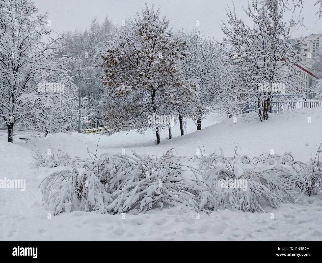 Bushes covered by snow hi-res stock photography and images - Alamy