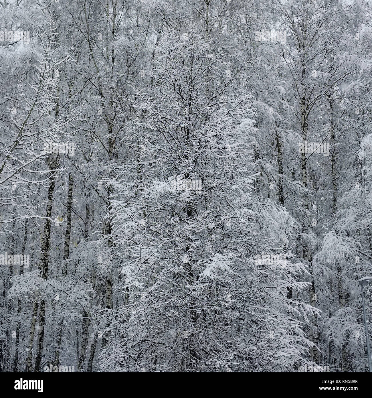 snow lace on branches of trees after a heavy snowfall Stock Photo - Alamy