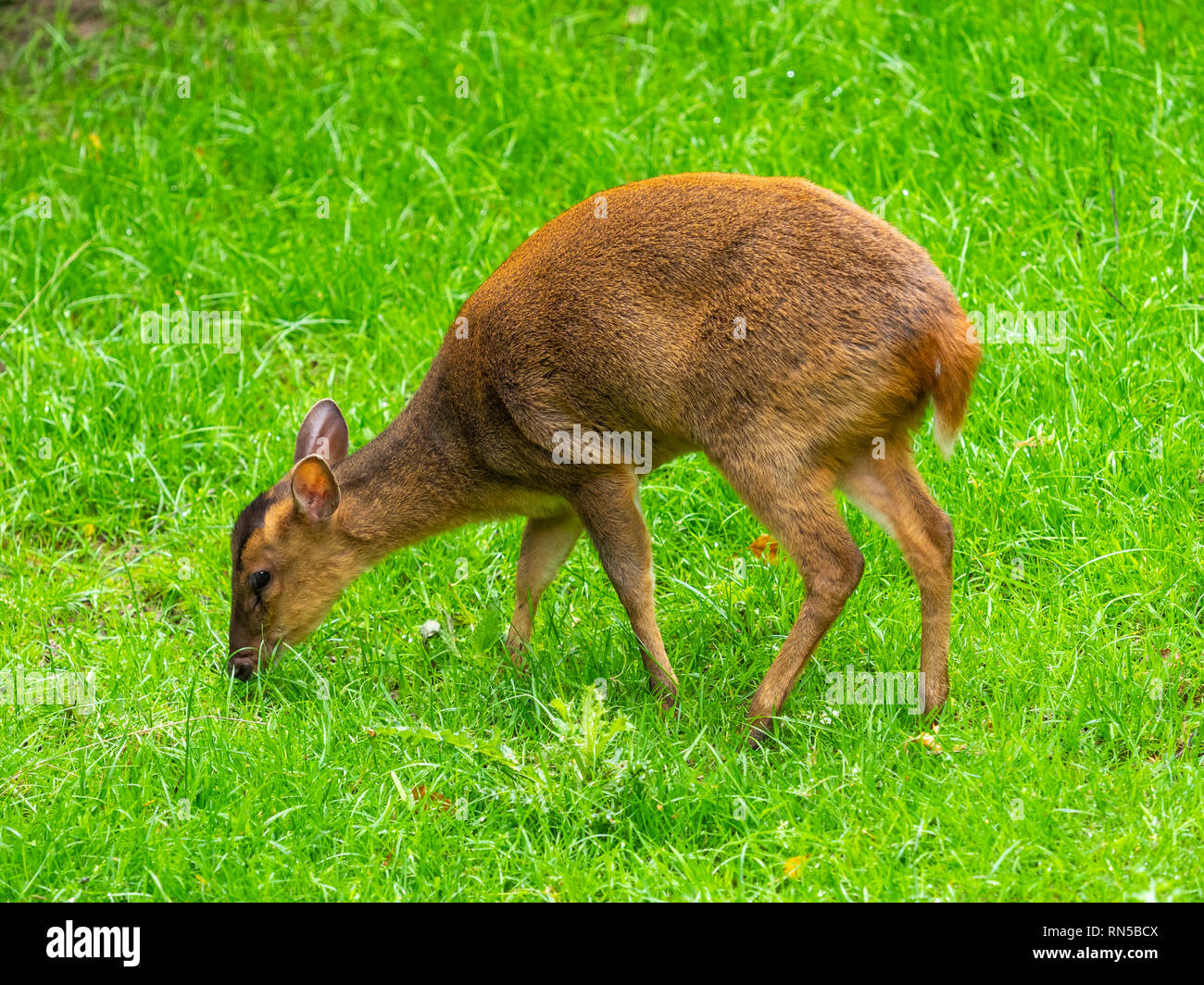 Muntjac deer grazing uk hi-res stock photography and images - Alamy
