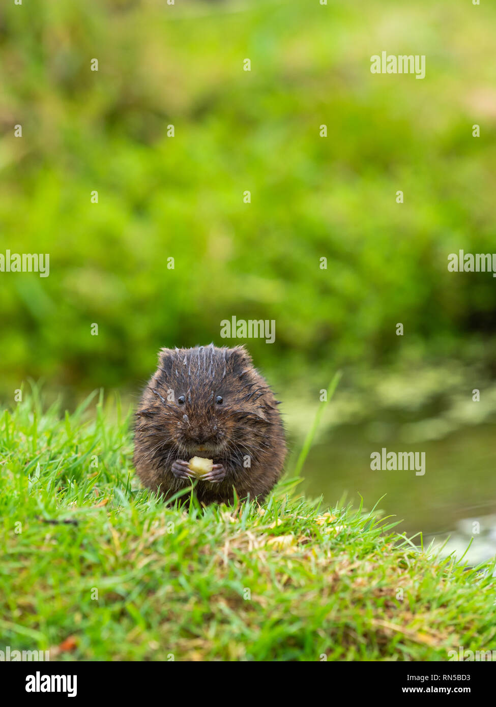 Water Vole Eating Stock Photo - Alamy
