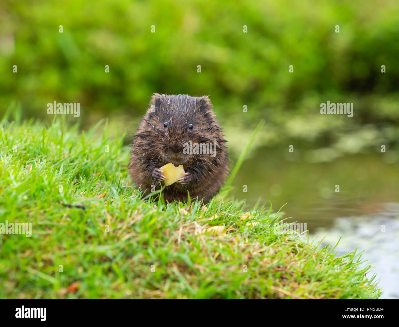 Water Vole Eating Stock Photo - Alamy