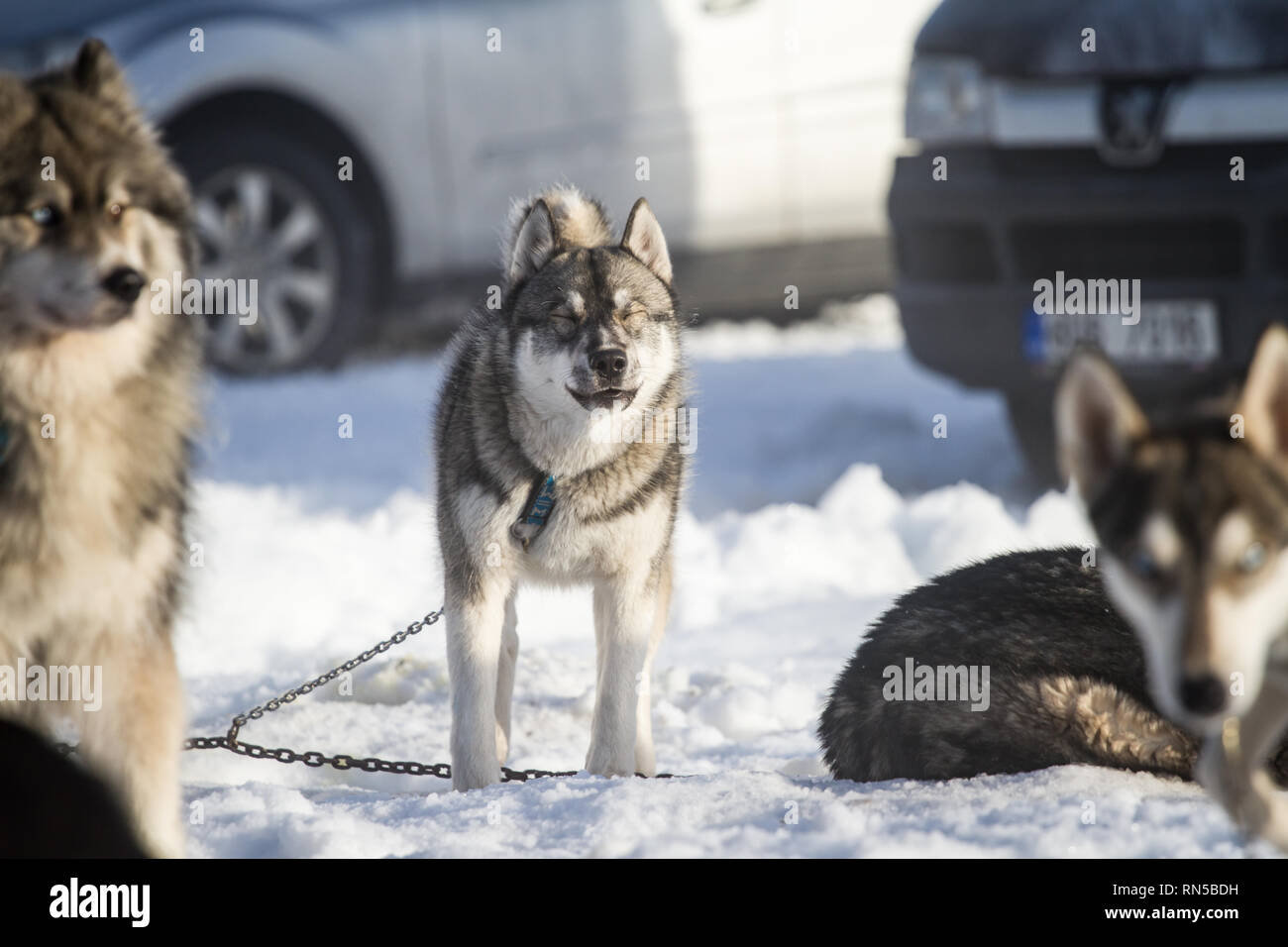Siberian Huskies before a sled dog race, Czech Republic Stock Photo - Alamy