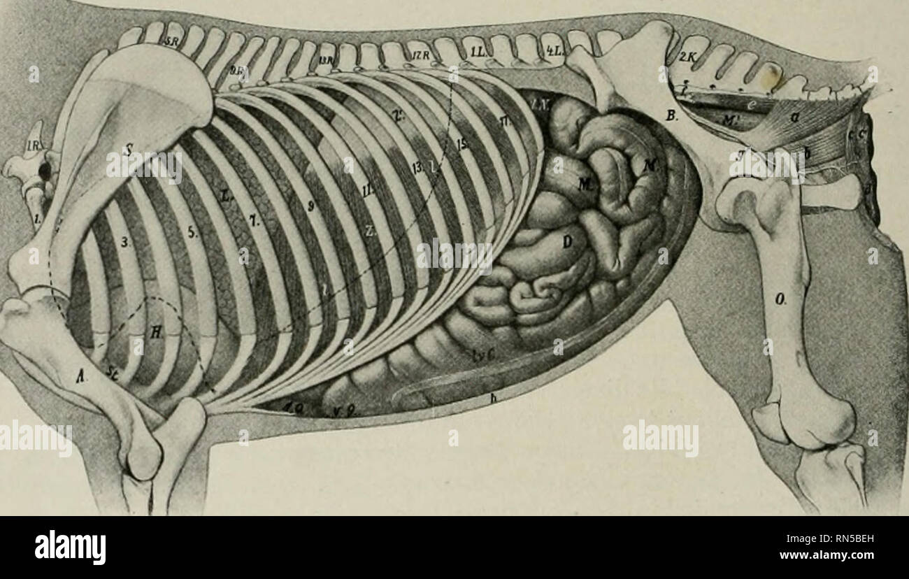 Duodenum Jejunum Ileum Cat