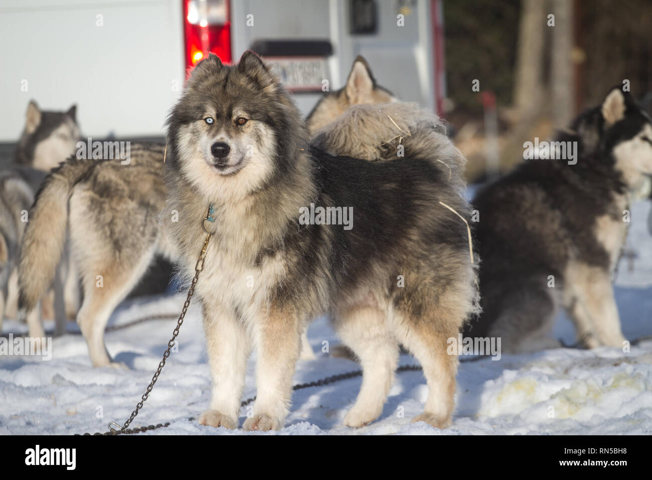 Siberian Huskies before a sled dog race, Czech Republic Stock Photo - Alamy