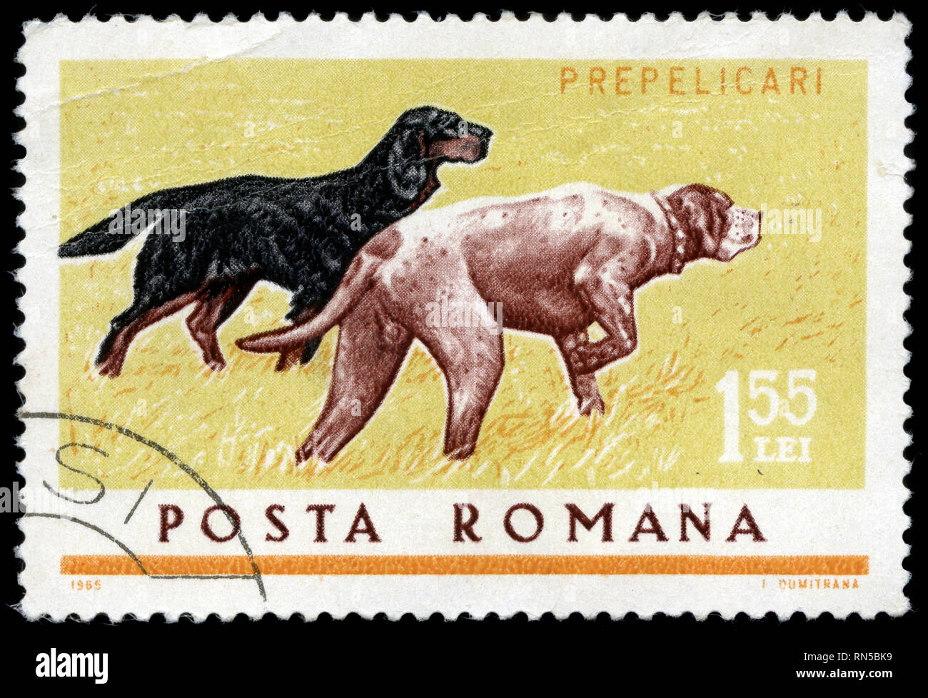 Postage stamp from Romania in the Hunting dog series issued in 1965 ...