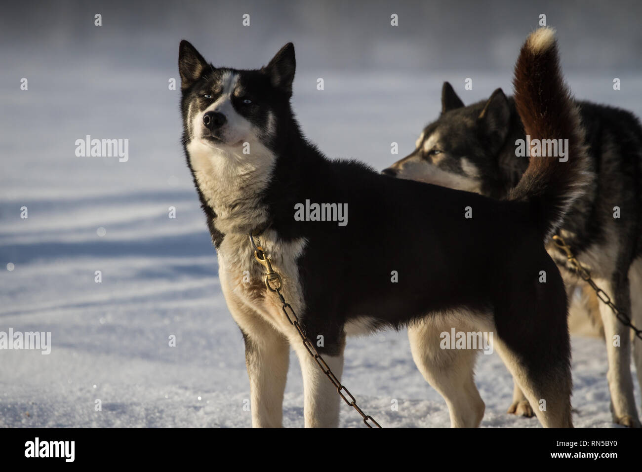 Siberian Huskies before a sled dog race, Czech Republic Stock Photo - Alamy