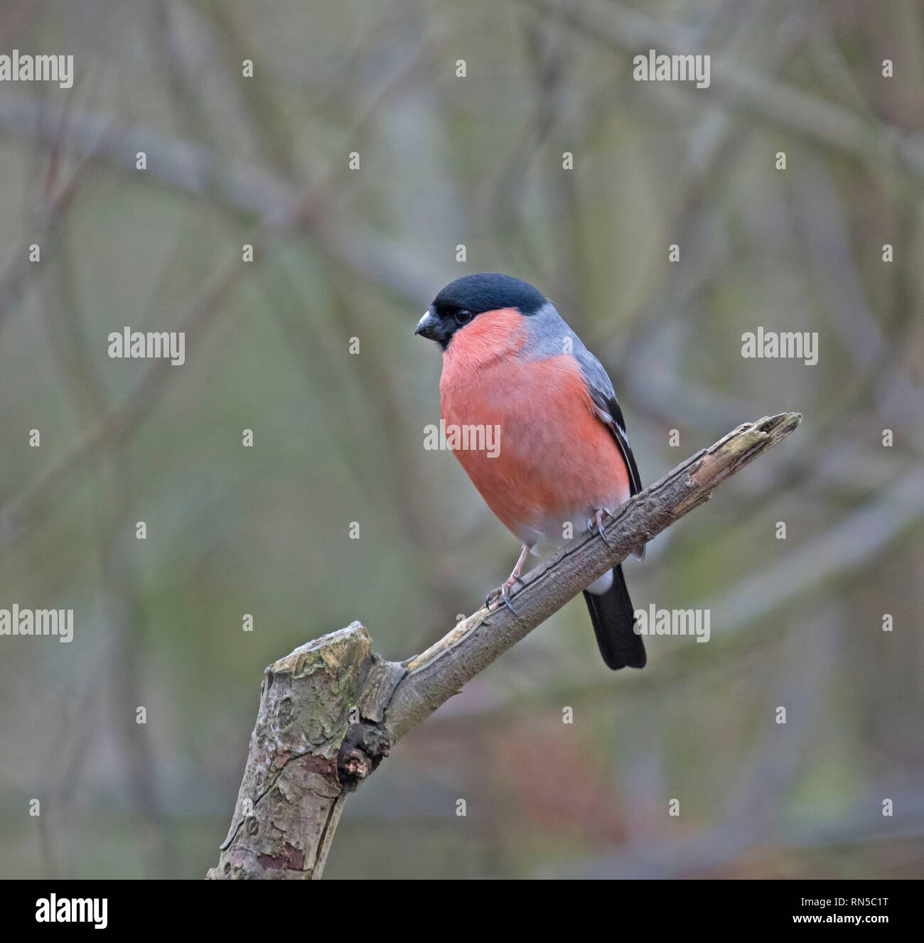 Grey black bill male hi-res stock photography and images - Alamy