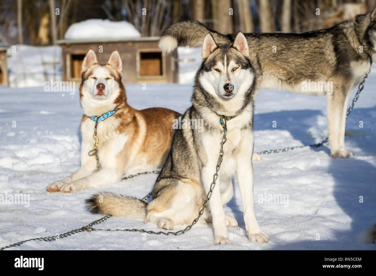 Siberian Huskies before a sled dog race, Czech Republic Stock Photo - Alamy
